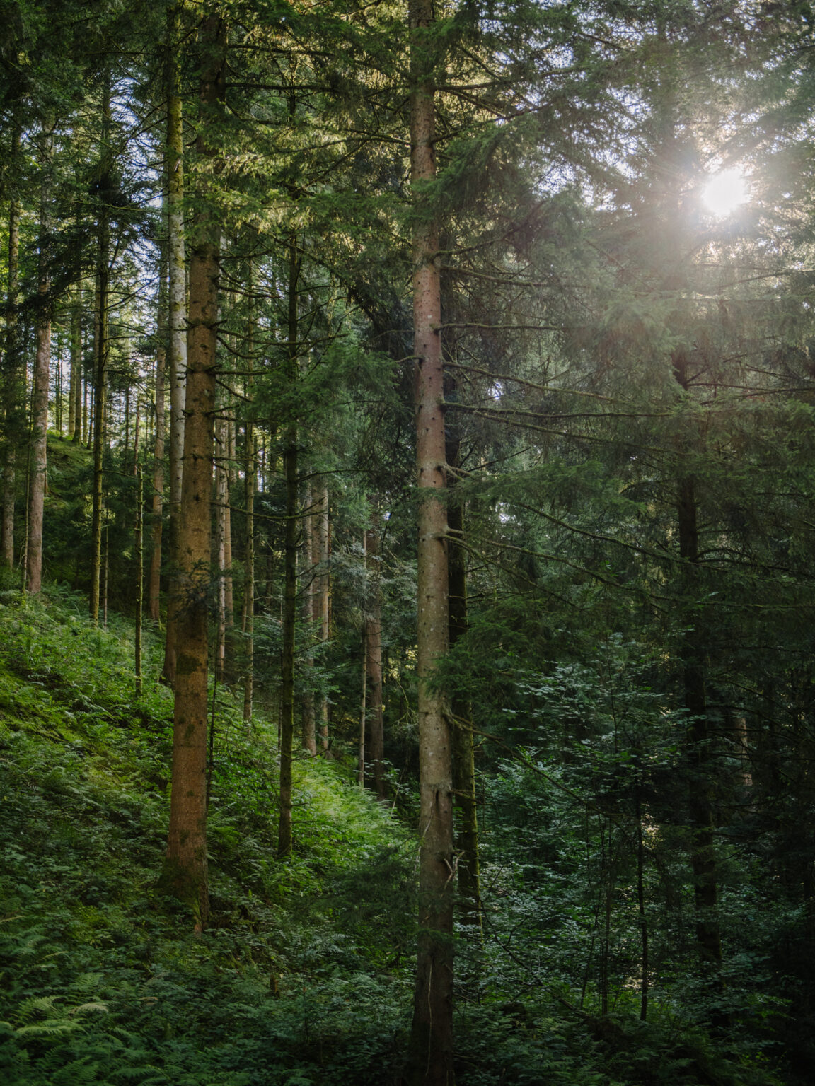 Black Forest With Kids - Our Top Favourite Things to See and Do