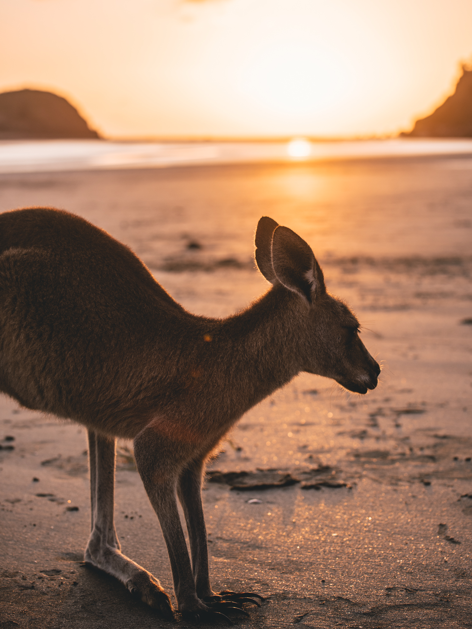 Kangaroos on the Beach at Cape Hillsborough - Things to Know