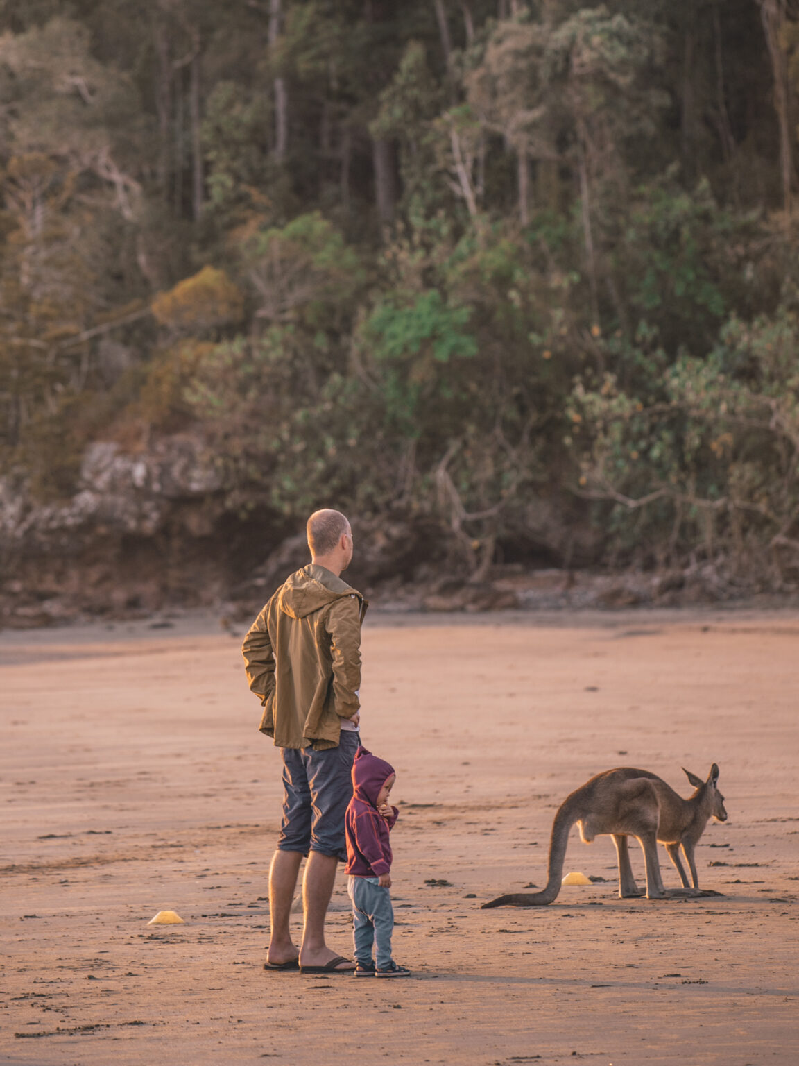 Kangaroos on the Beach at Cape Hillsborough - Things to Know