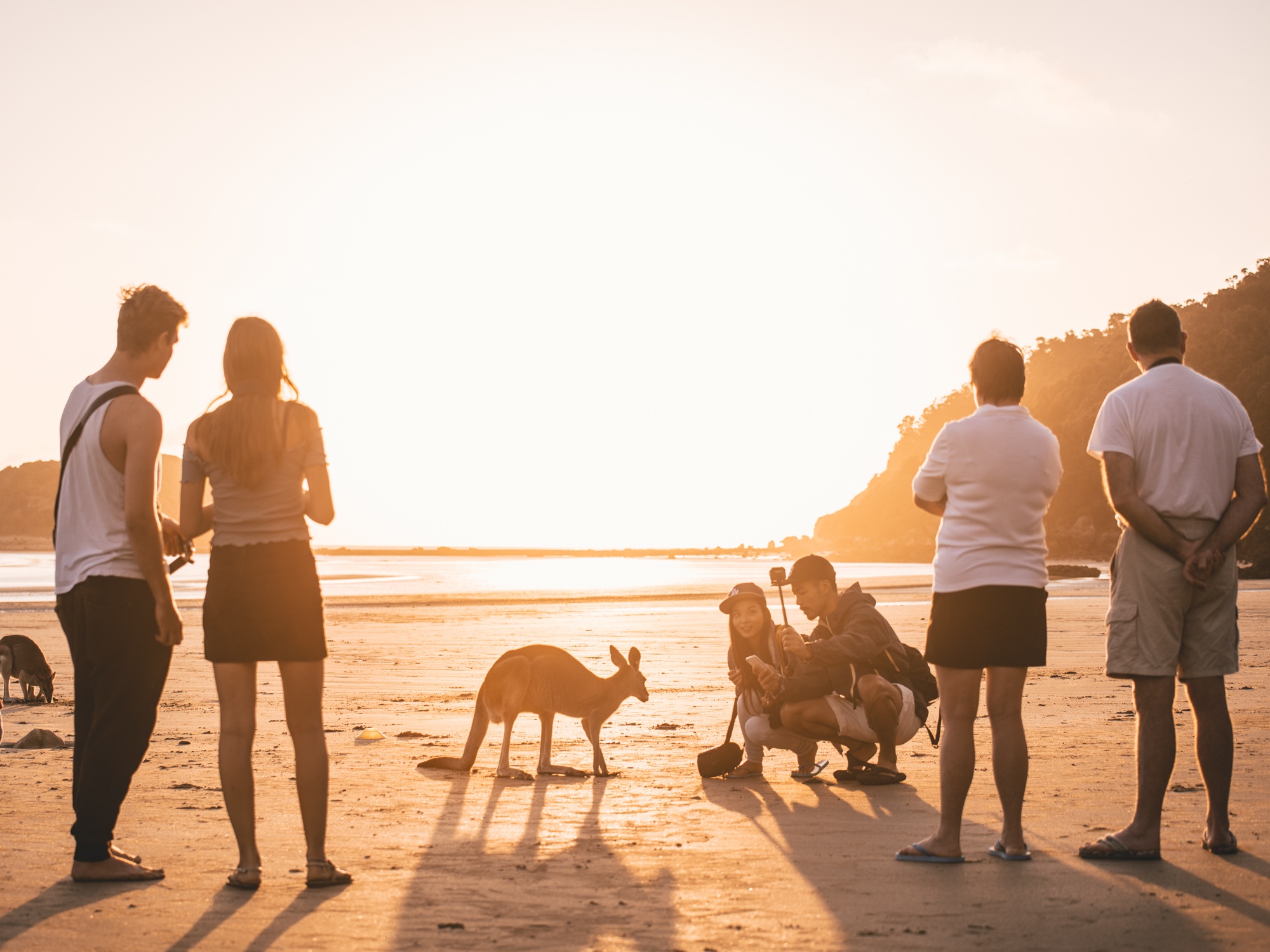 Kangaroos on the Beach at Cape Hillsborough - Things to Know