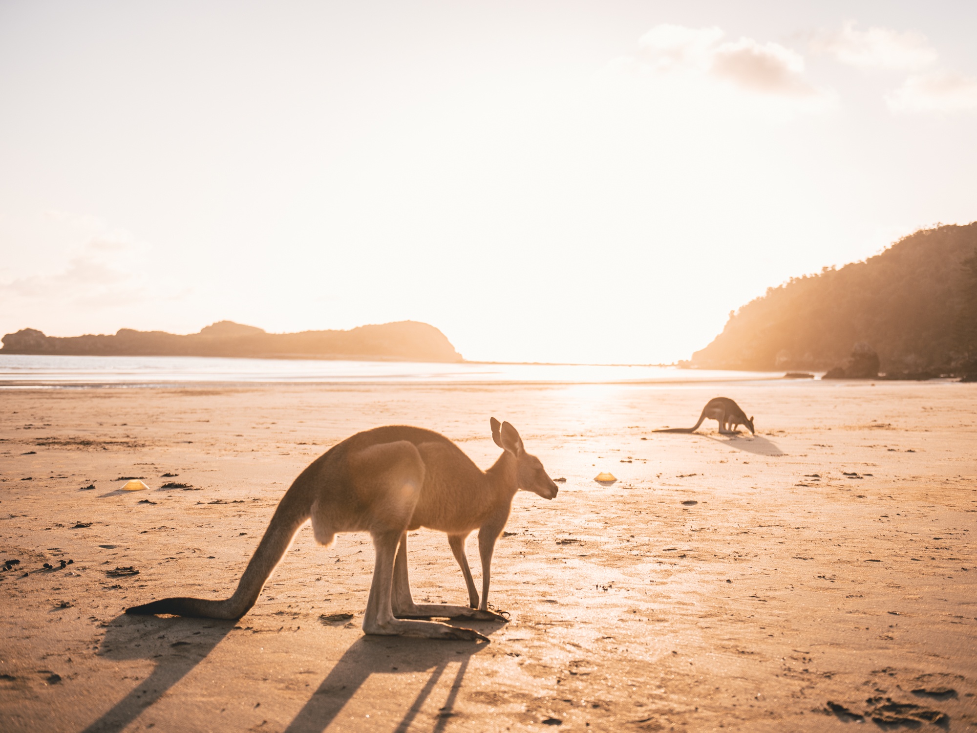 Kangaroos on the Beach at Cape Hillsborough - Things to Know